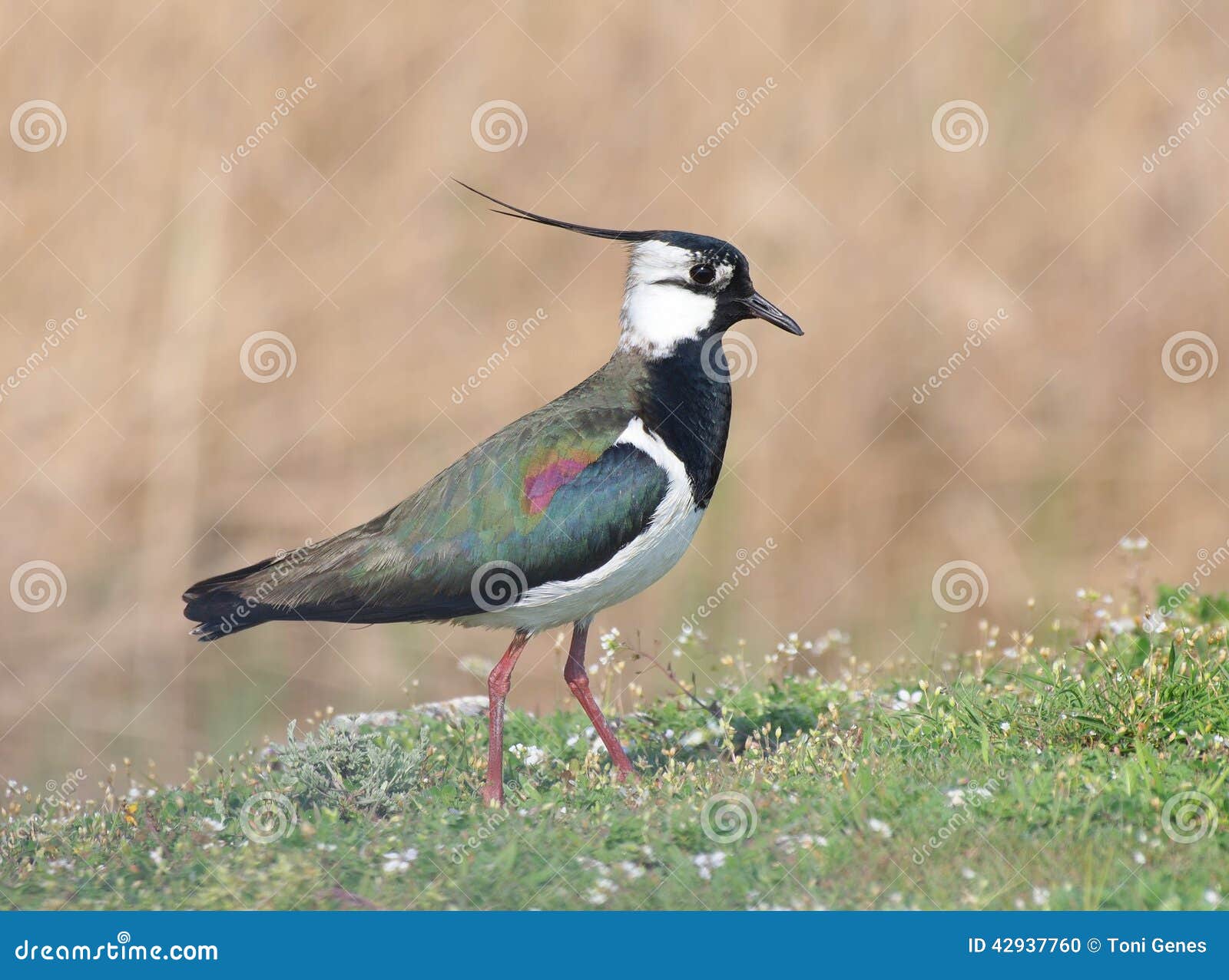 Northern Lapwing Young Bird Reflection In Water With Sunny Hotspot ...