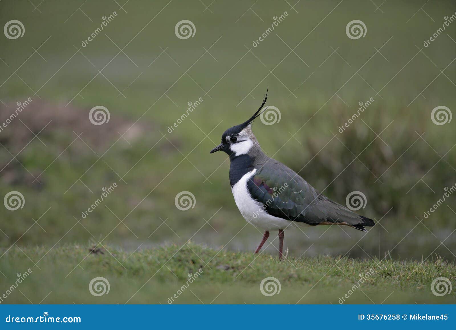 Northern Lapwing, Vanellus Vanellus Stock Photo - Image of nature ...