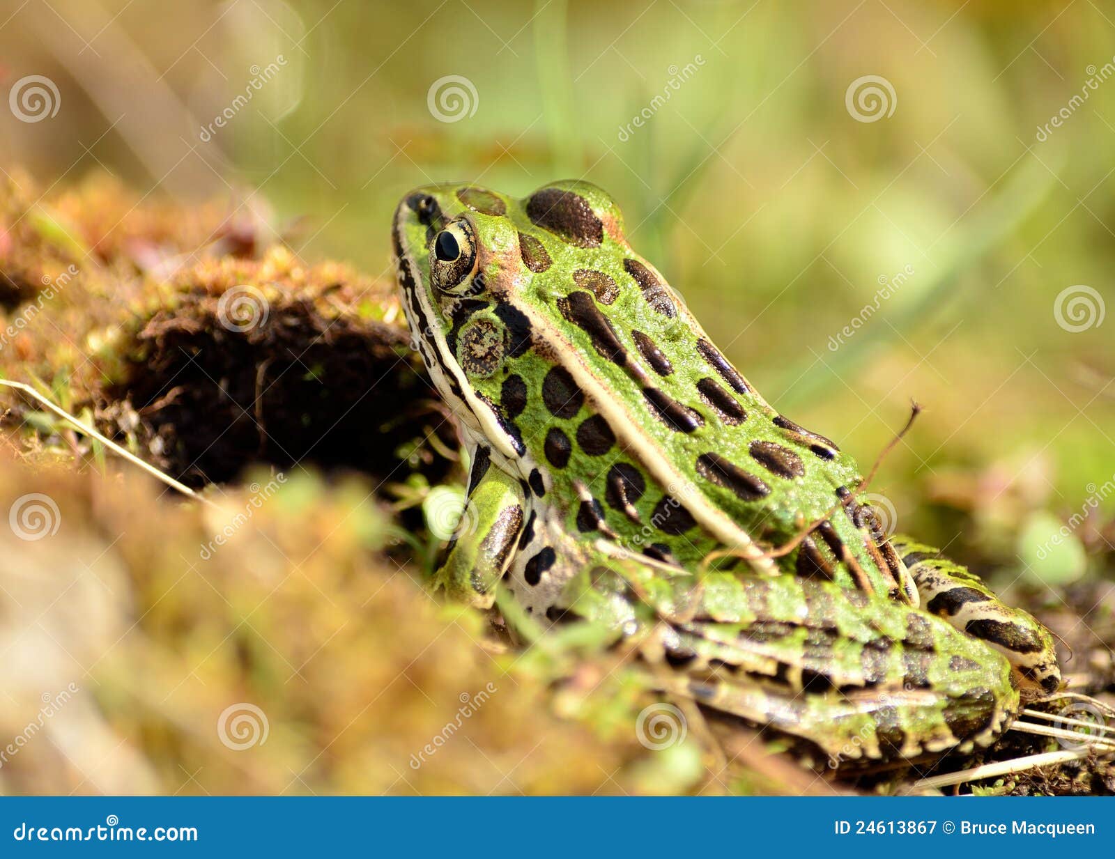 Northern Leopard Frog stock image. Image of nature, herpetology - 24613867