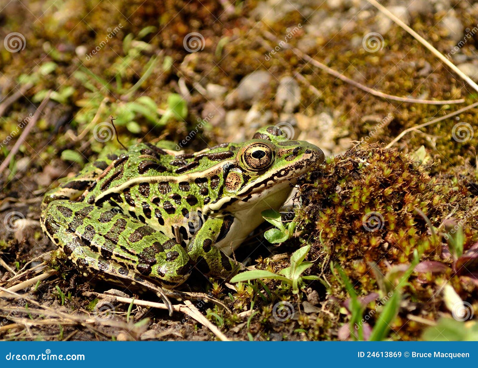 Northern Leopard Frog stock image. Image of zoology, natural - 24613869