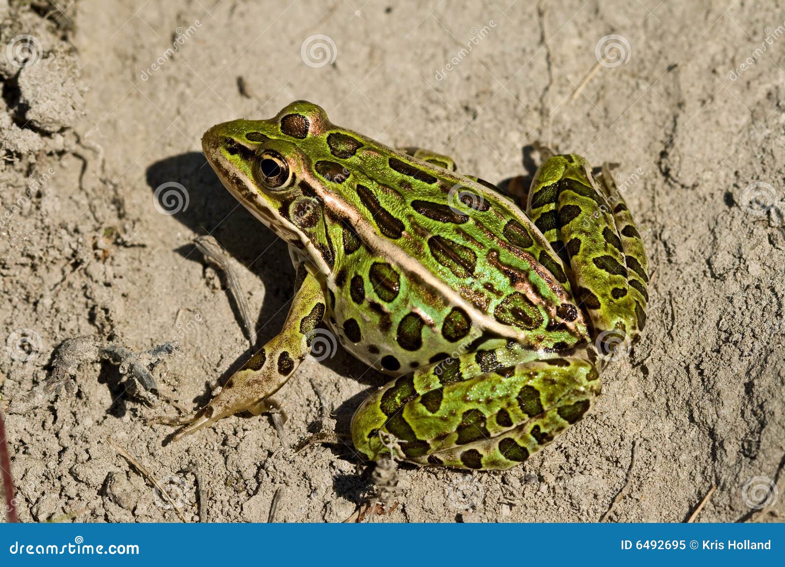 Northern leopard frog. stock image. Image of speckled - 6492695