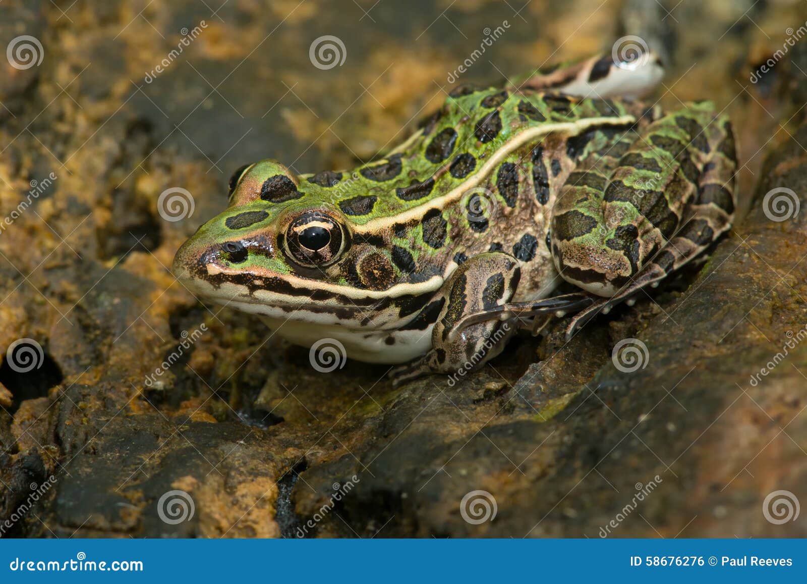 Northern Leopard Frog - Lithobates Pipiens Stock Photo - Image of wild ...