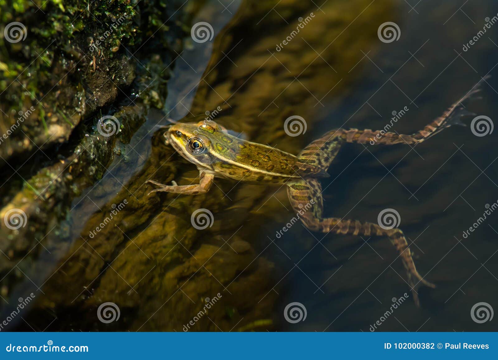 Northern Leopard Frog - Lithobates Pipiens Stock Photo - Image of ...