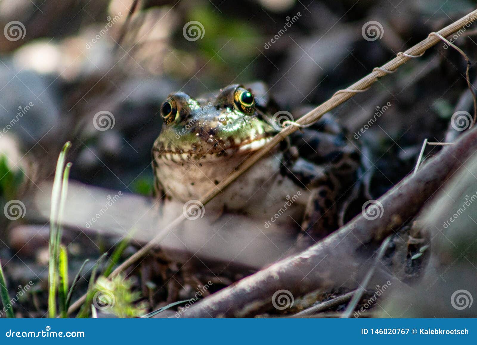 Northern Leopard Frog Lithobates Pipiens in a Pond Stock Image - Image ...