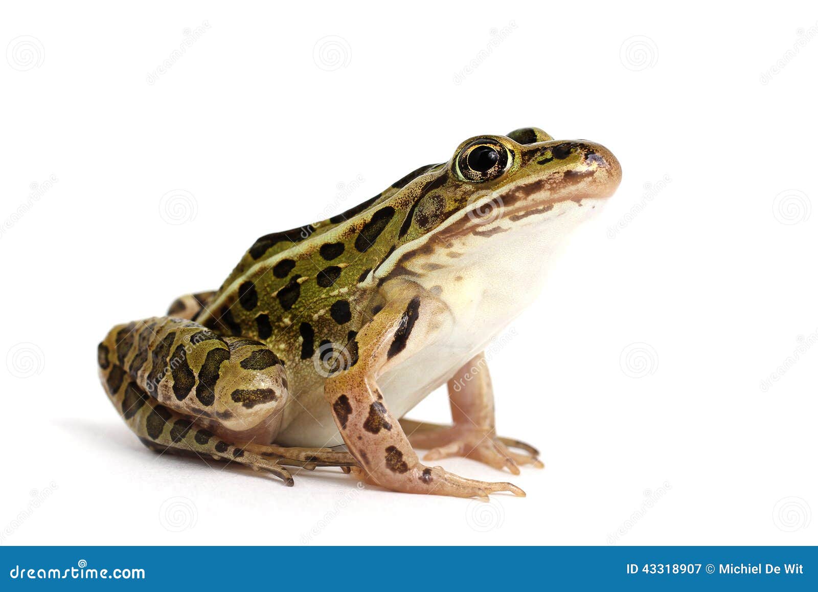 Northern Leopard Frog (Lithobates Pipiens) Stock Photo - Image: 43318907