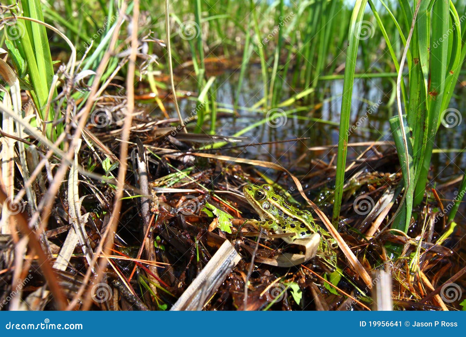 Northern Leopard Frog (Rana Pipiens) Stock Image - Image of biological ...