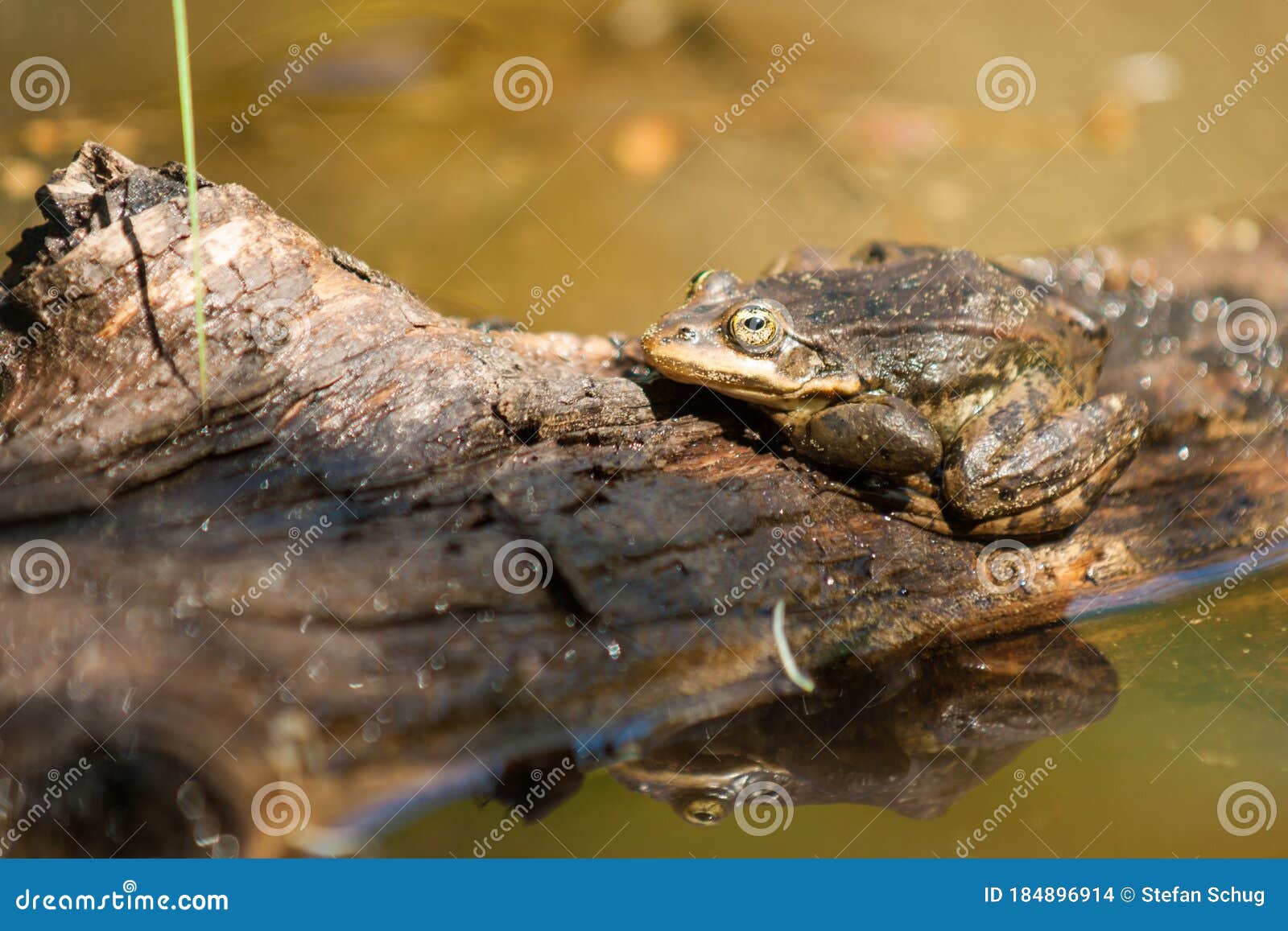 Northern Leopard Frog Reflection Stock Photo - Image of prince ...