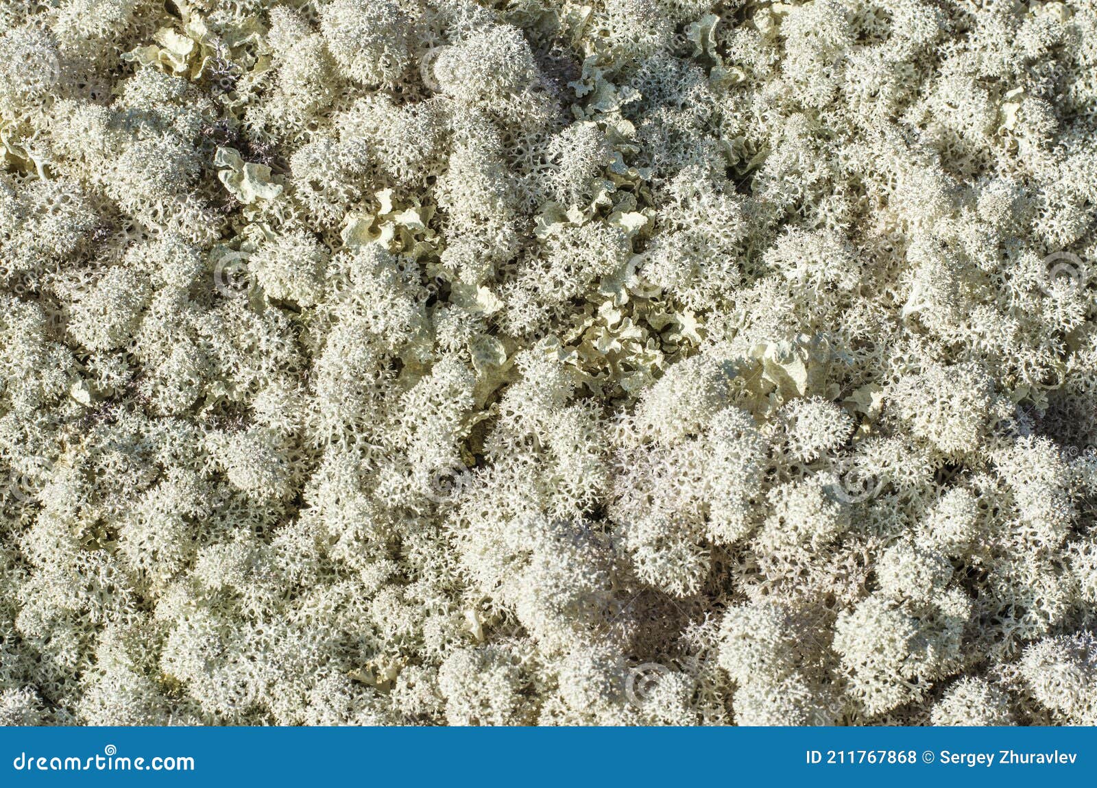 Northern Lichen. Background from Mosaic Light Gray Branches Stock Photo ...