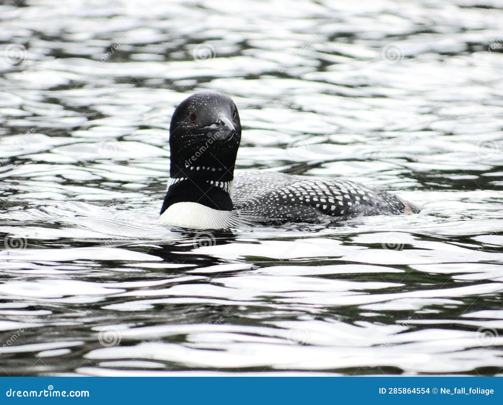 Northern Loon Common Loon Lake New England Stock Photo - Image of lake, loon: 285864554