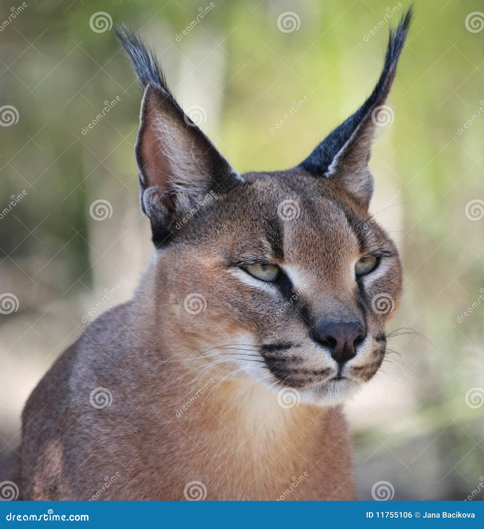 Northern Lynx stock photo. Image of endangered, portrait - 11755106