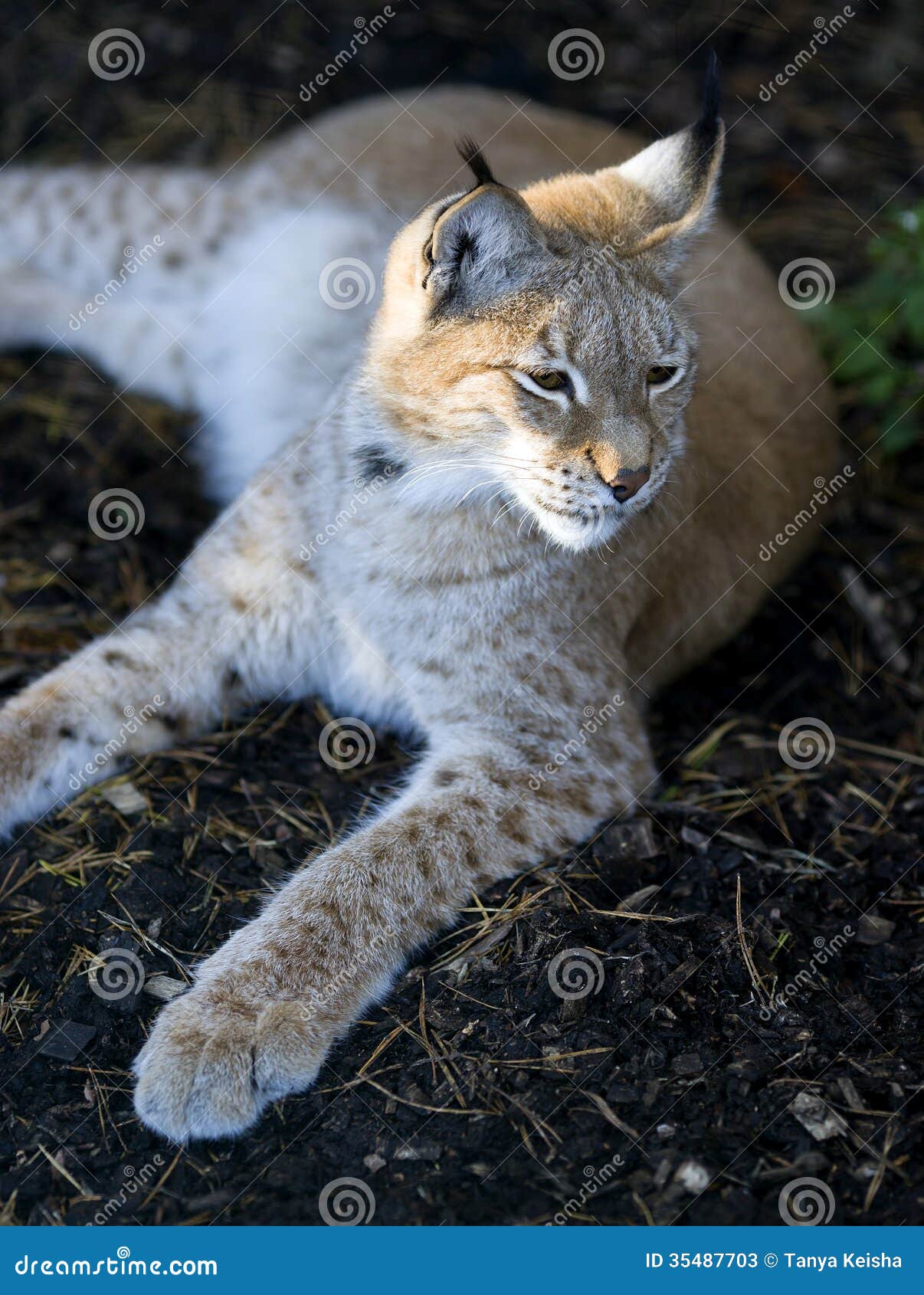 Northern Lynx Luxuriates in the Rays of a Sun Stock Image - Image of ...