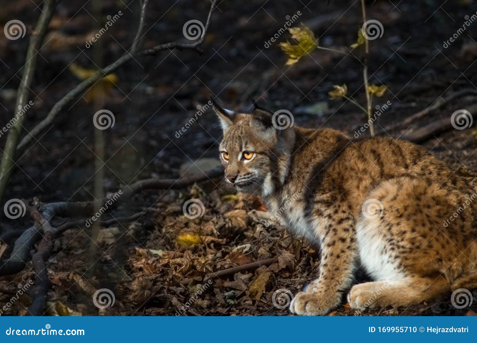 Northern Lynx ,Lynx Lynx Lynx Stock Photo - Image of portrait, eurasian ...
