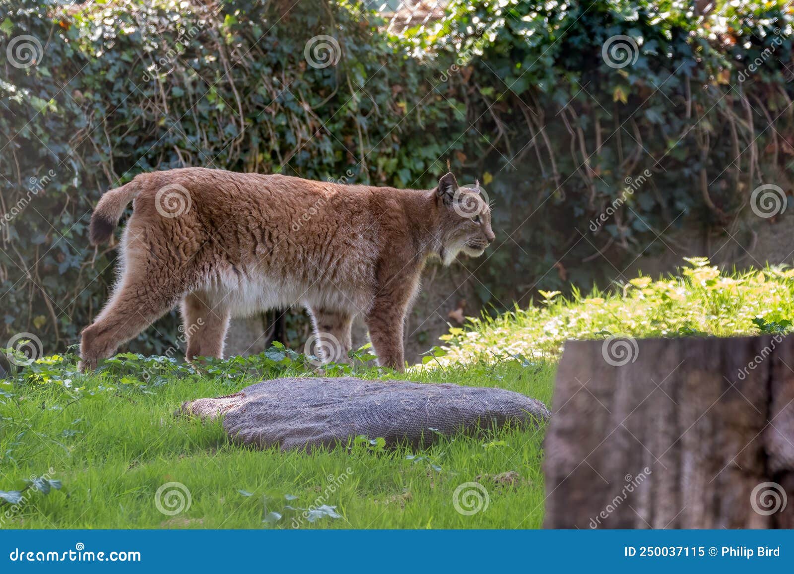 Northern Lynx Walking Around Its Domain Stock Image - Image of grass ...