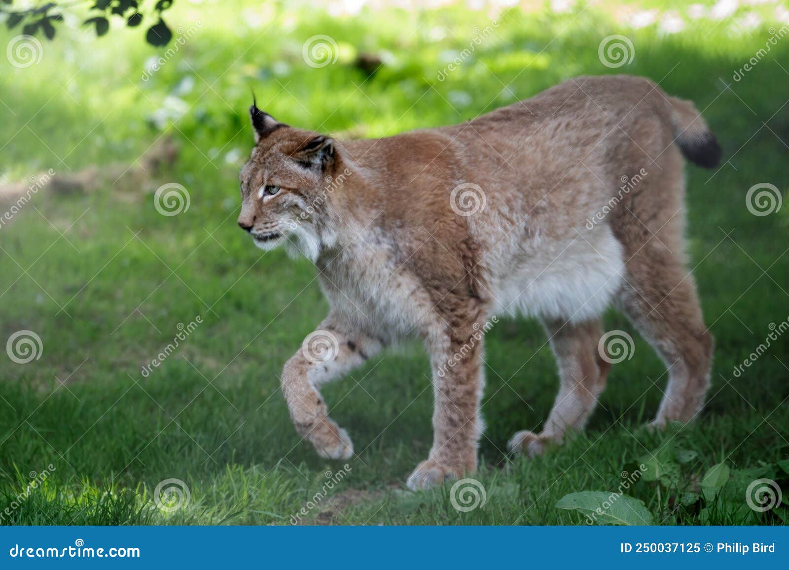 Northern Lynx Walking Around Its Domain Stock Image - Image of walking ...