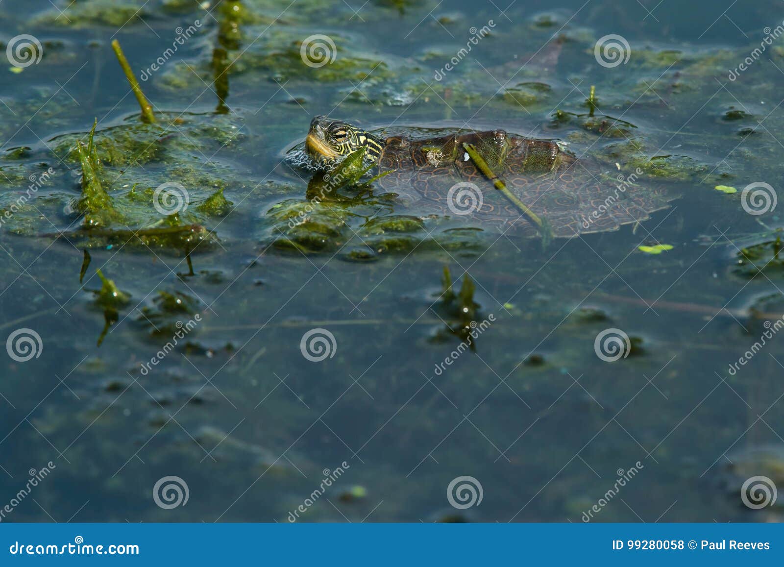 Northern Map Turtle - Graptemys Geographica Stock Photo - Image of ...