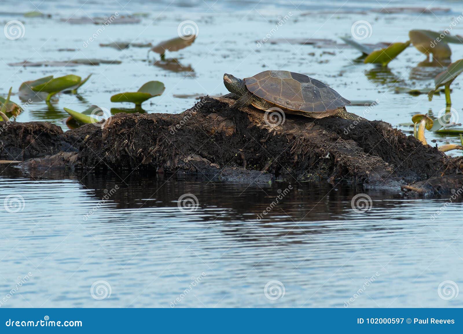 The Northern Map Turtle Or Common Map Turtle Stock Photography ...