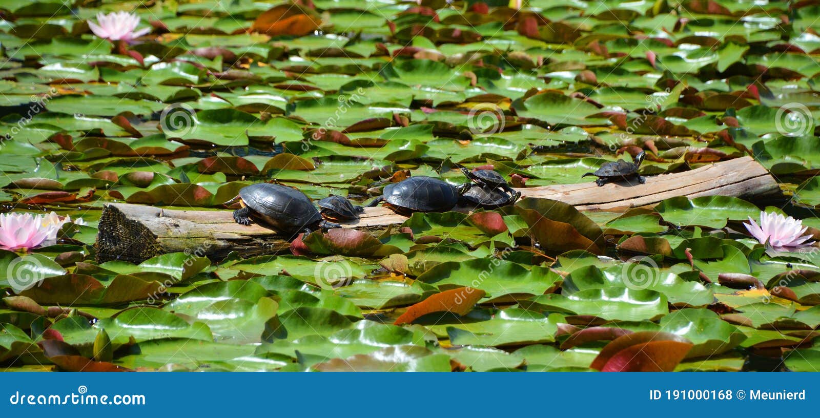 Northern Map Turtle And Midland Painted Turtles Basking On A Log Stock ...