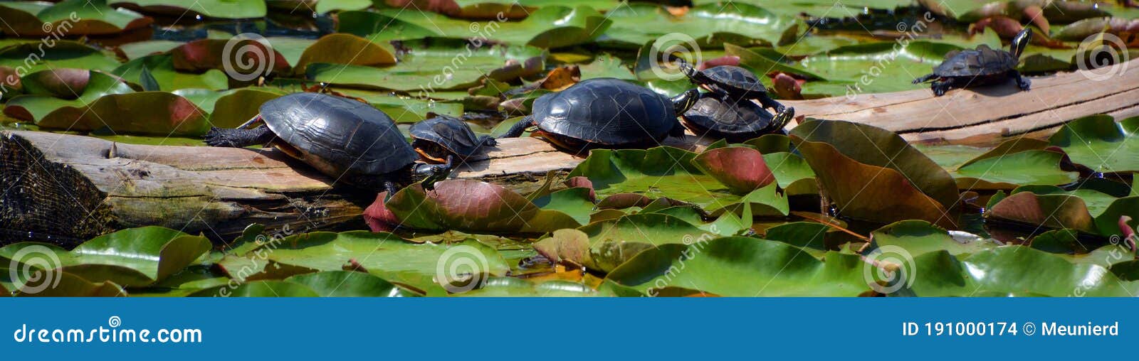 The Northern Map Turtle or Common Map Turtle Stock Photo - Image of ...