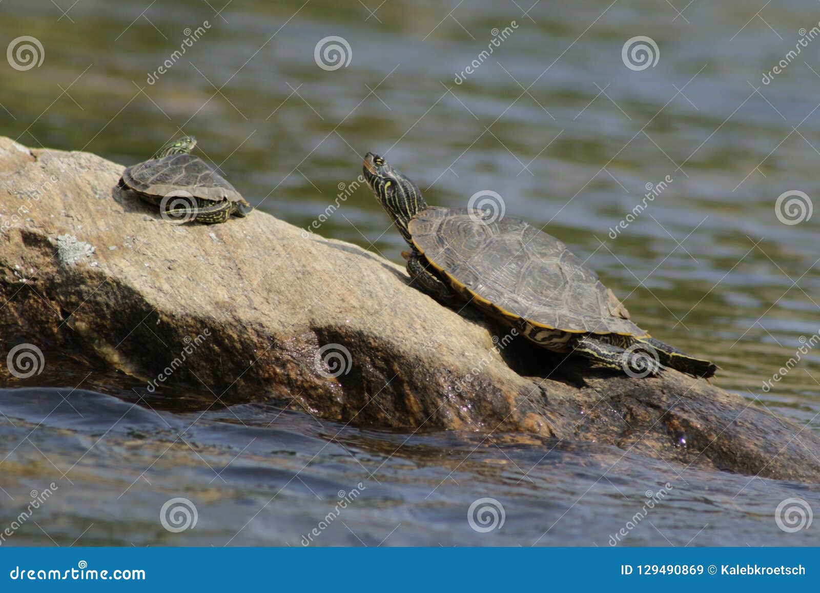 Northern Map Turtle Listed As Special Concern in the Species at Risk ...