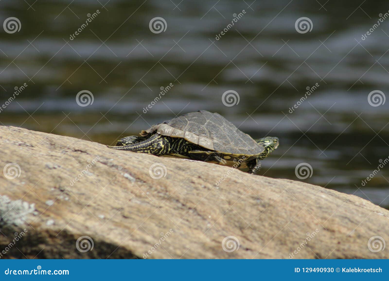 Northern Map Turtle Listed As Special Concern in the Species at Risk ...