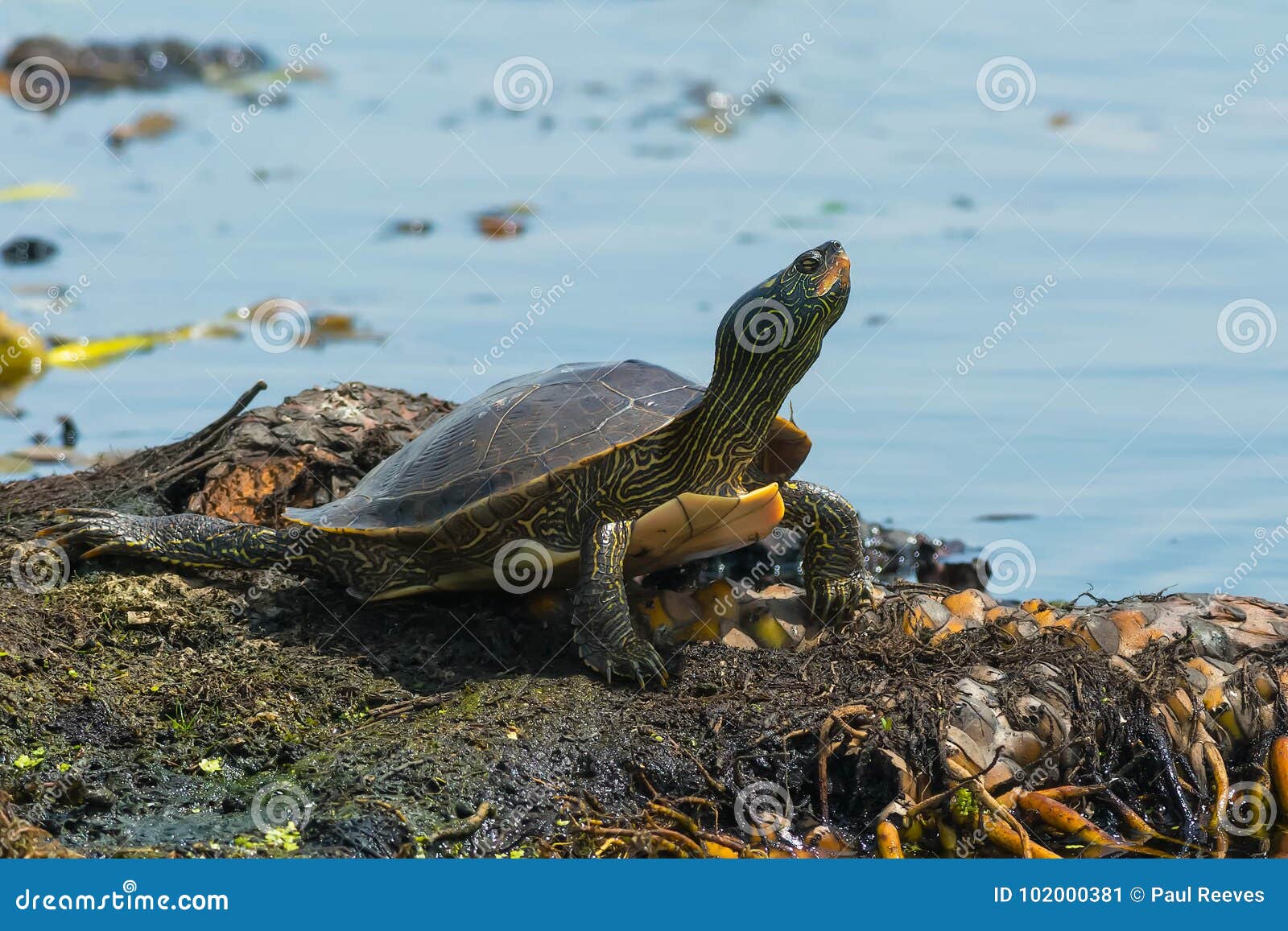 Northern Map Turtle - Graptemys Geographica Stock Image - Image of wild ...