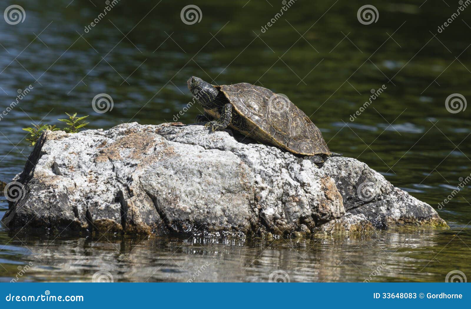 Northern Map Turtle Royalty-Free Stock Photography | CartoonDealer.com ...