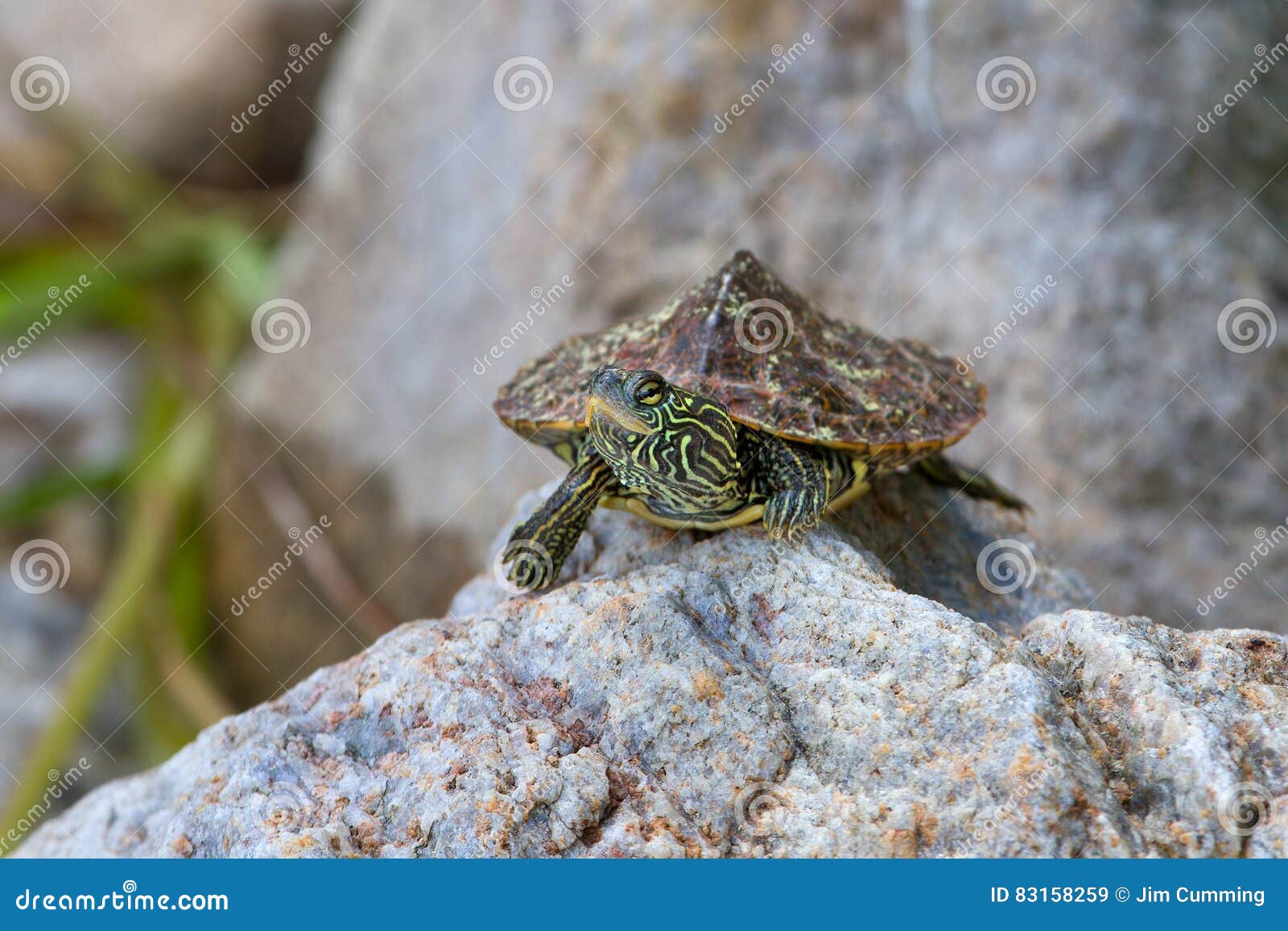 Northern Map Turtle And Midland Painted Turtles Basking On A Log Stock ...