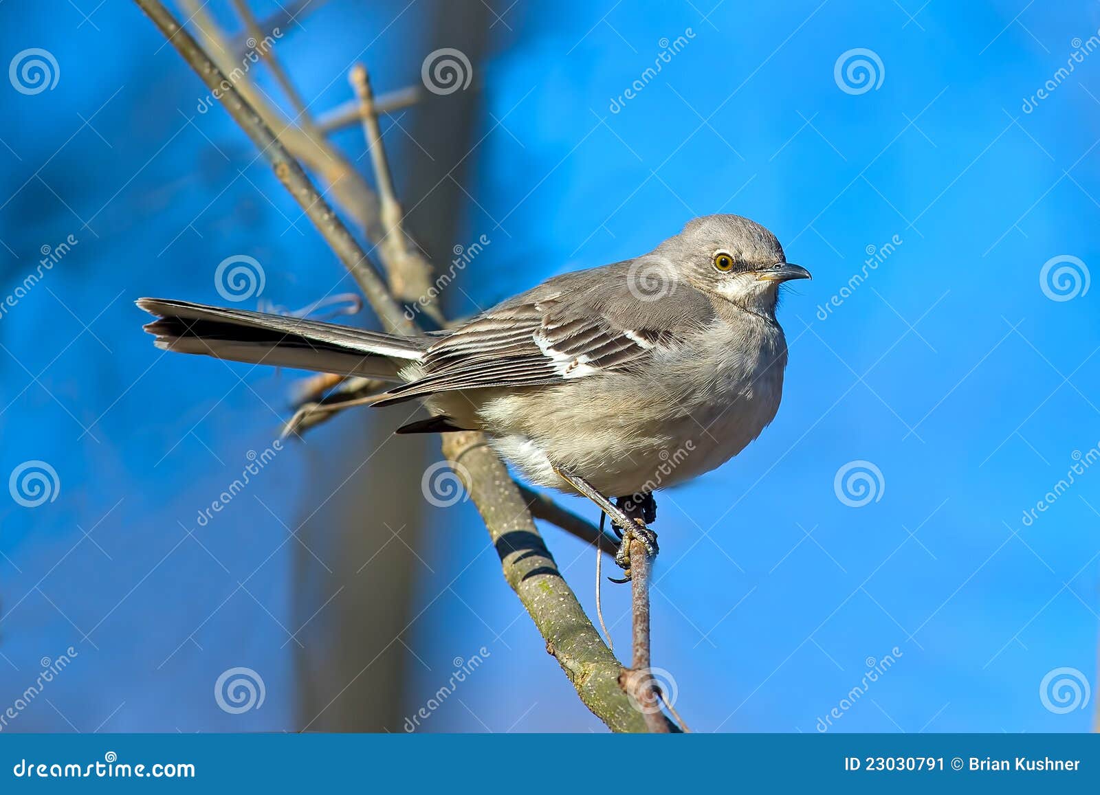 Northern Mockingbird stock image. Image of feathers, song - 23030791