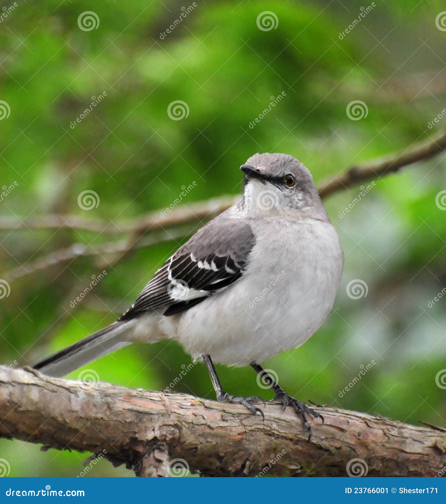 Northern Mockingbird stock image. Image of mockingbird - 23766001