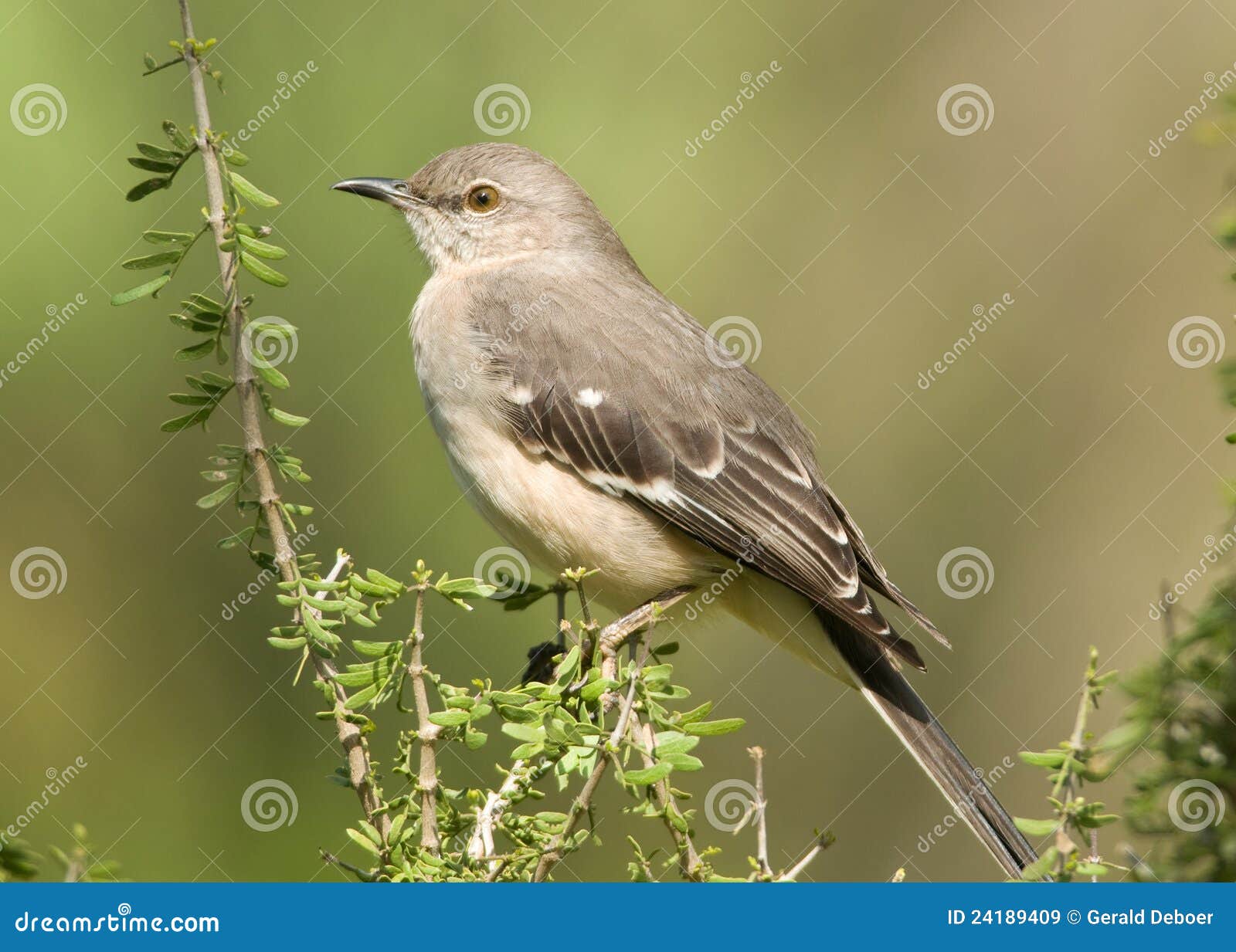 Northern Mockingbird stock image. Image of nature, environment - 24189409