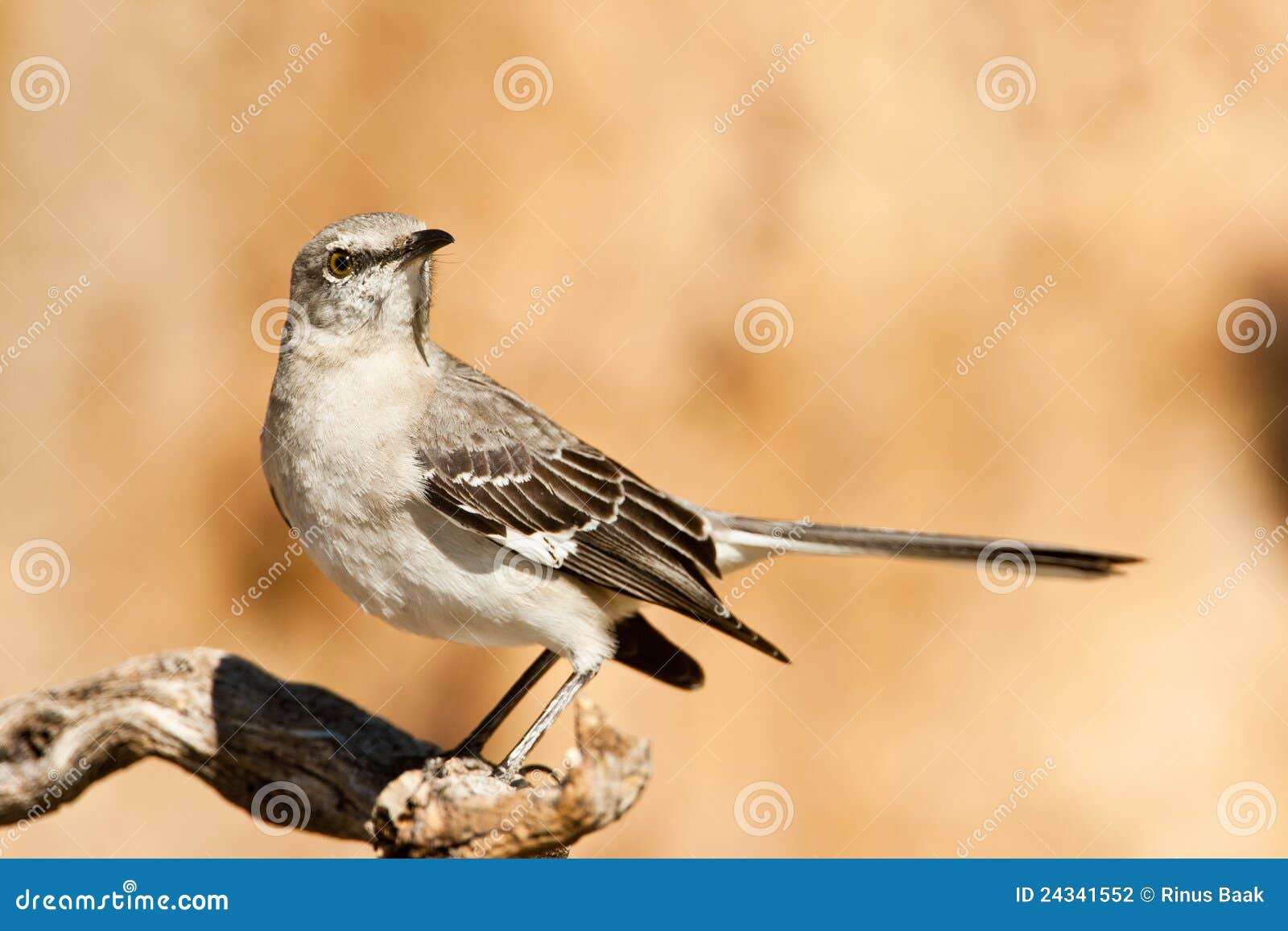 Northern Mockingbird stock photo. Image of bird, branch - 24341552