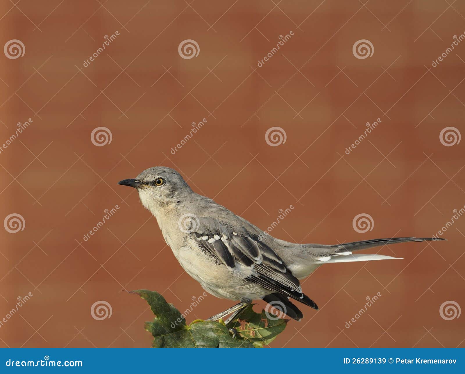 Northern Mockingbird stock image. Image of turdus, wildlife - 26289139