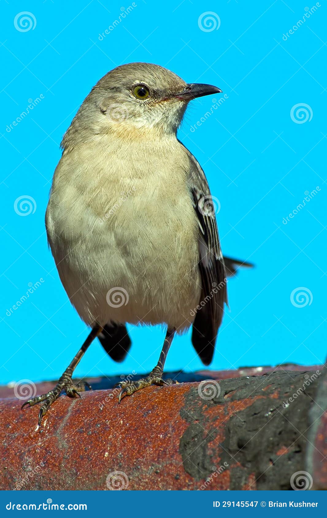 Northern Mockingbird stock image. Image of wildlife, polyglottos - 29145547