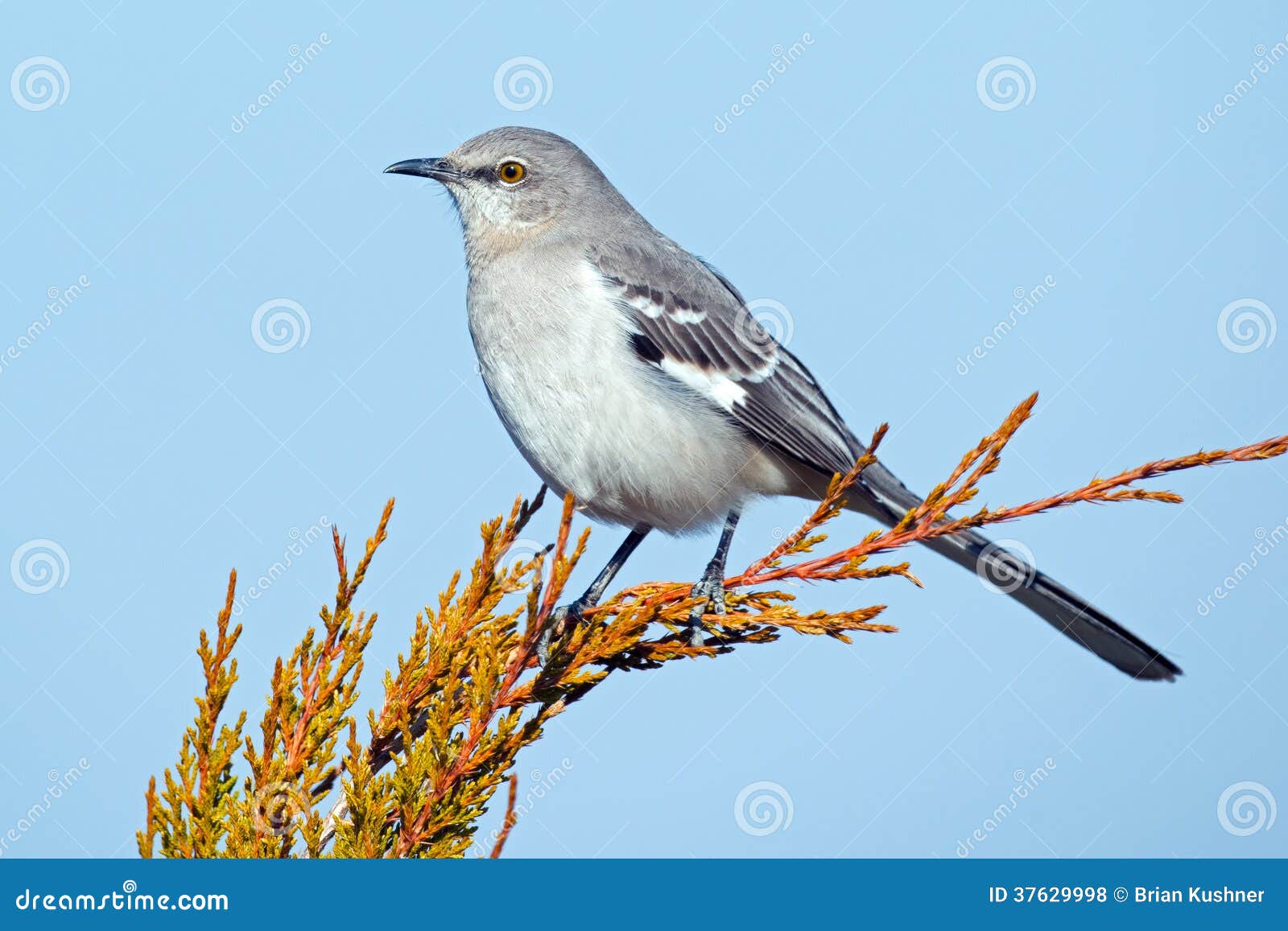 Northern Mockingbird stock photo. Image of mockingbird - 37629998