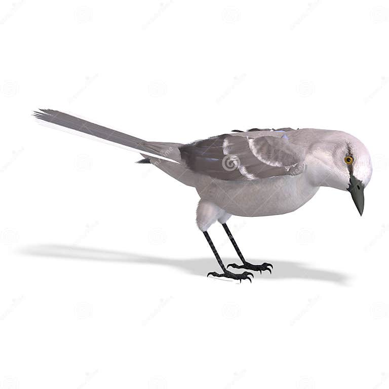 Northern Mockingbird. 3D Rendering with Clipping Stock Illustration ...