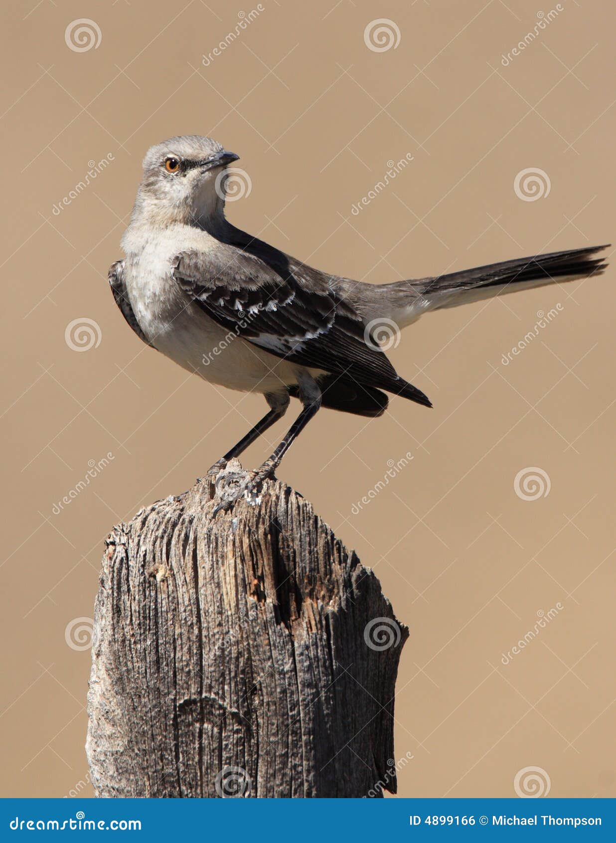Northern Mockingbird stock photo. Image of emberizidae - 4899166
