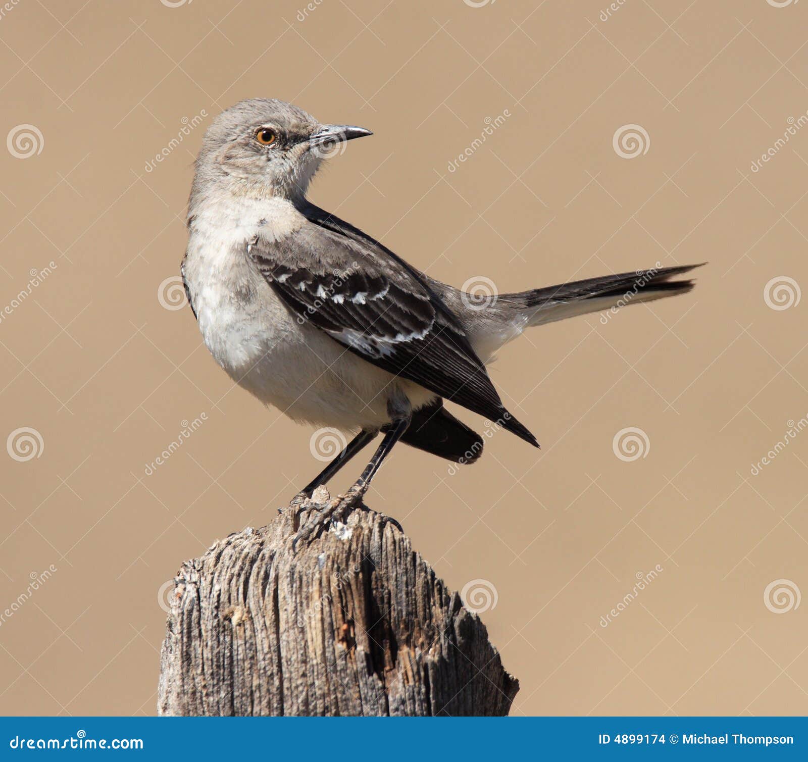 Northern Mockingbird stock photo. Image of guadalupe, wing - 4899174