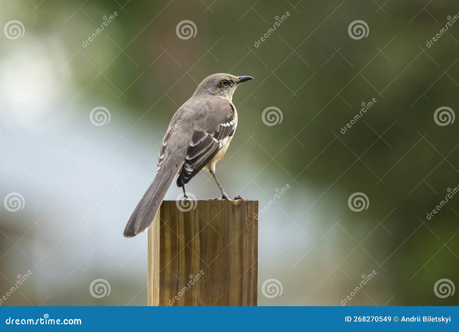 A Northern Mockingbird Bird Perched on a Fence Pole Stock Image - Image ...