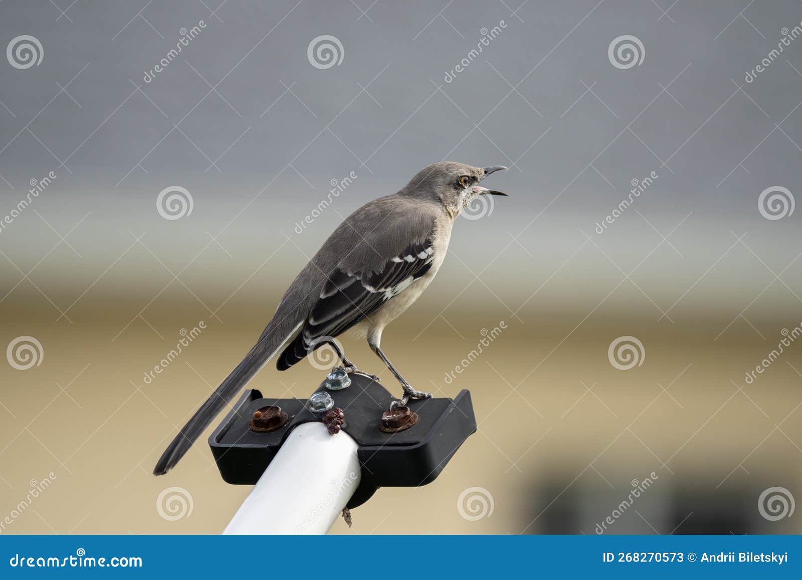 A Northern Mockingbird Bird Perched on a Fence Pole Stock Image - Image ...