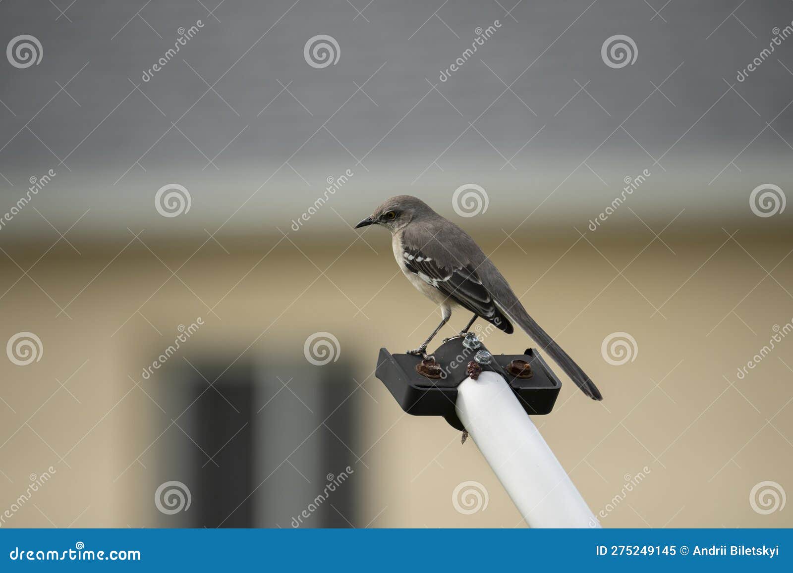 A Northern Mockingbird Bird Perched on a Fence Pole Stock Image - Image ...