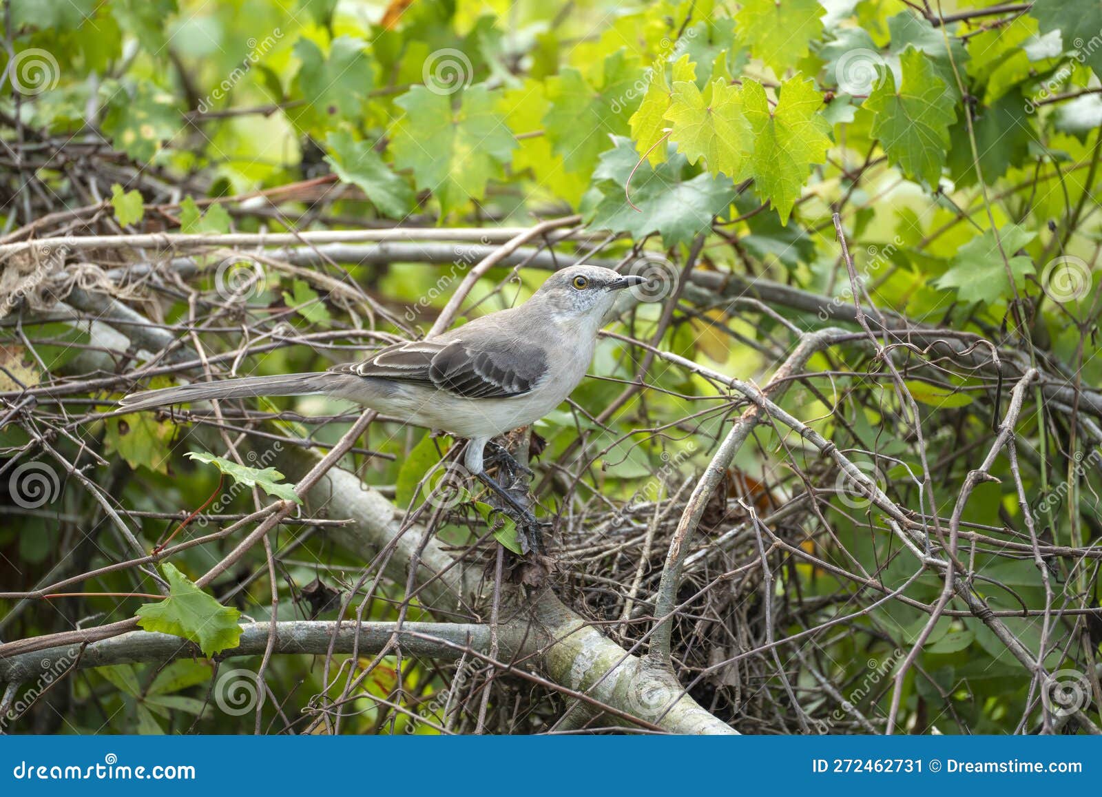 A Northern Mockingbird Bird Perched on a Tree Branch Stock Image ...