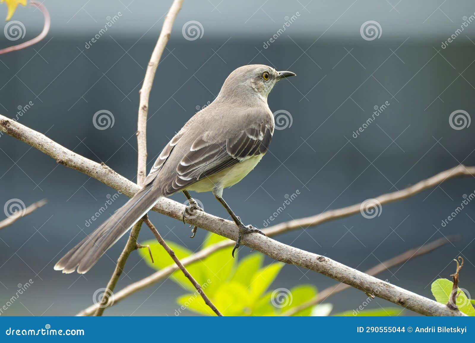 A Northern Mockingbird Bird Perched on a Tree Branch Stock Photo ...
