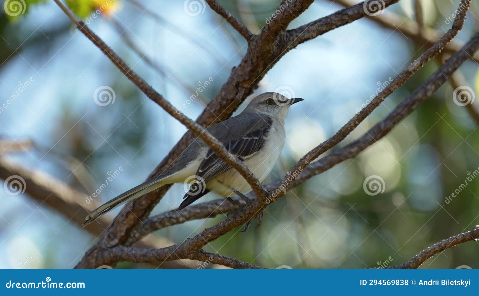 A Northern Mockingbird Bird Perched on a Tree Branch Stock Footage ...
