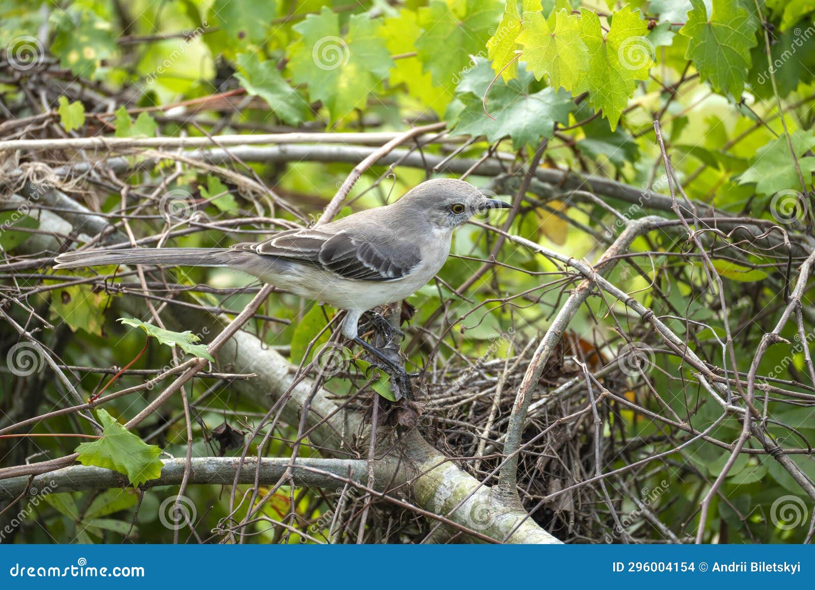 A Northern Mockingbird Bird Perched on a Tree Branch Stock Photo ...