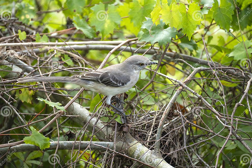 A Northern Mockingbird Bird Perched on a Tree Branch Stock Photo ...