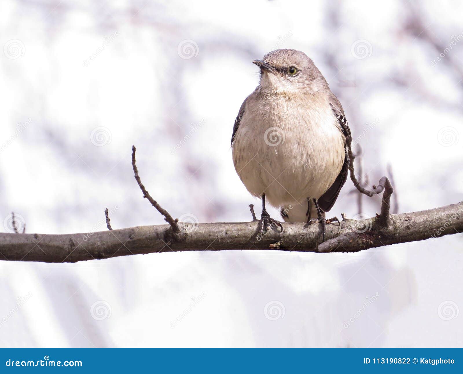 Northern Mockingbird Perched on a Tree Branch, Light Background Stock ...