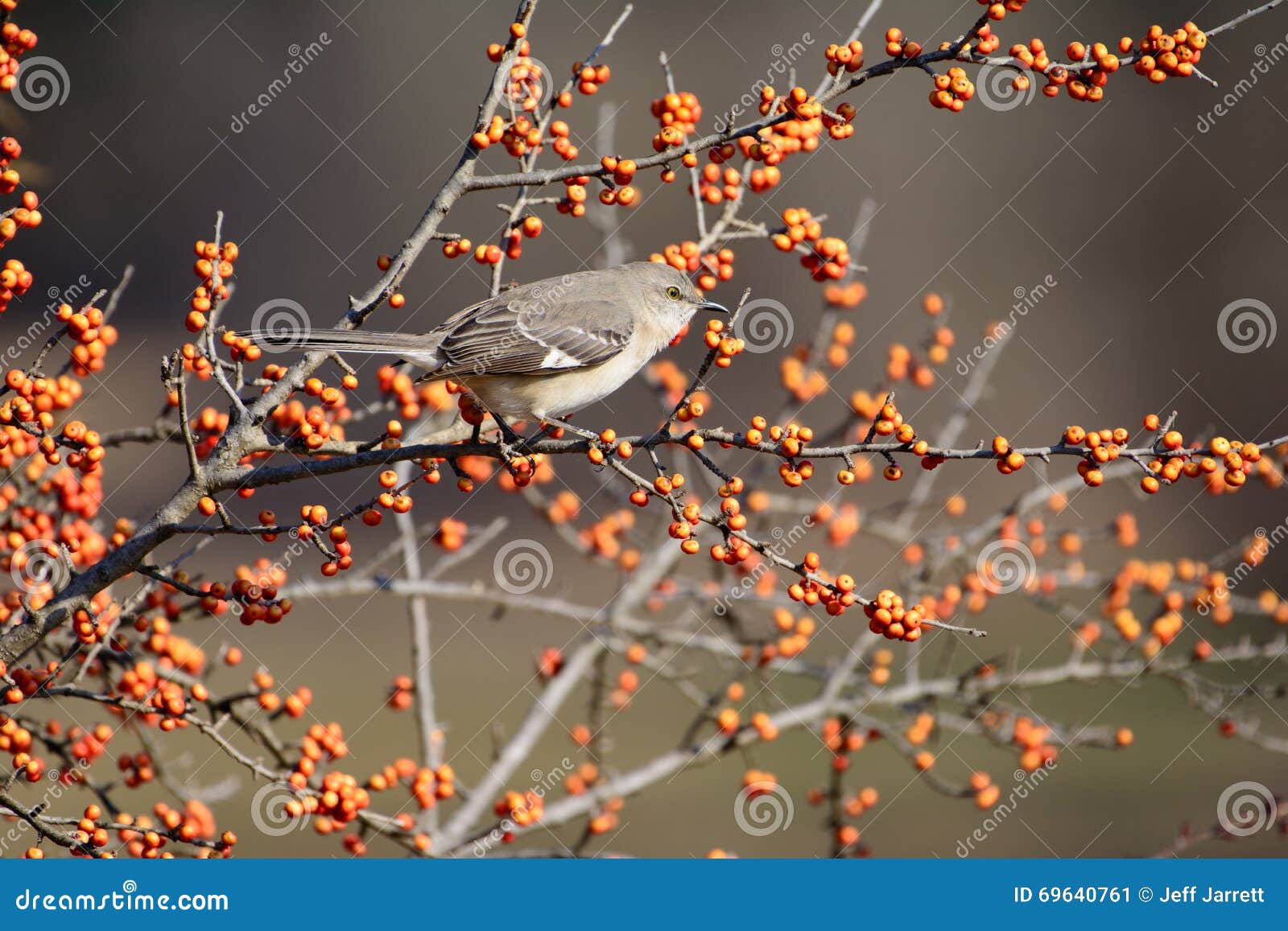 Northern Mockingbird Eating Berries Stock Image - Image of eyes ...