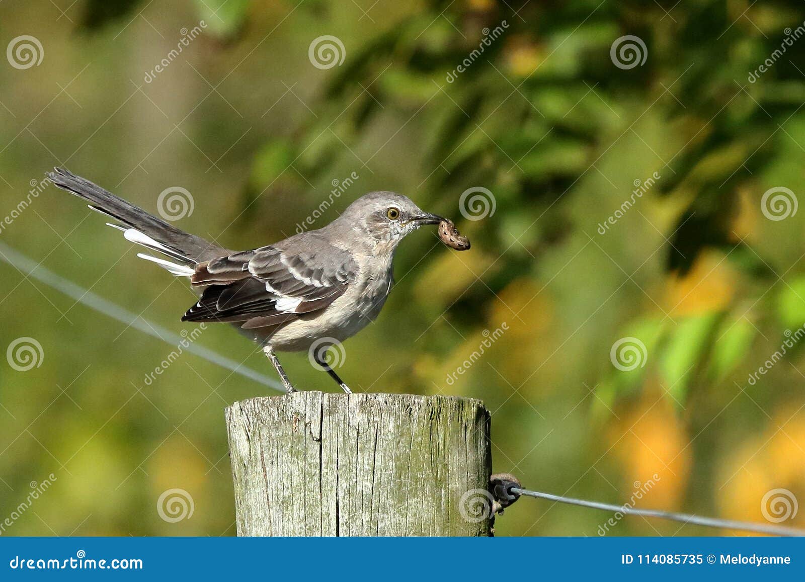 Northern Mockingbird with Large Grub Stock Image - Image of worm ...