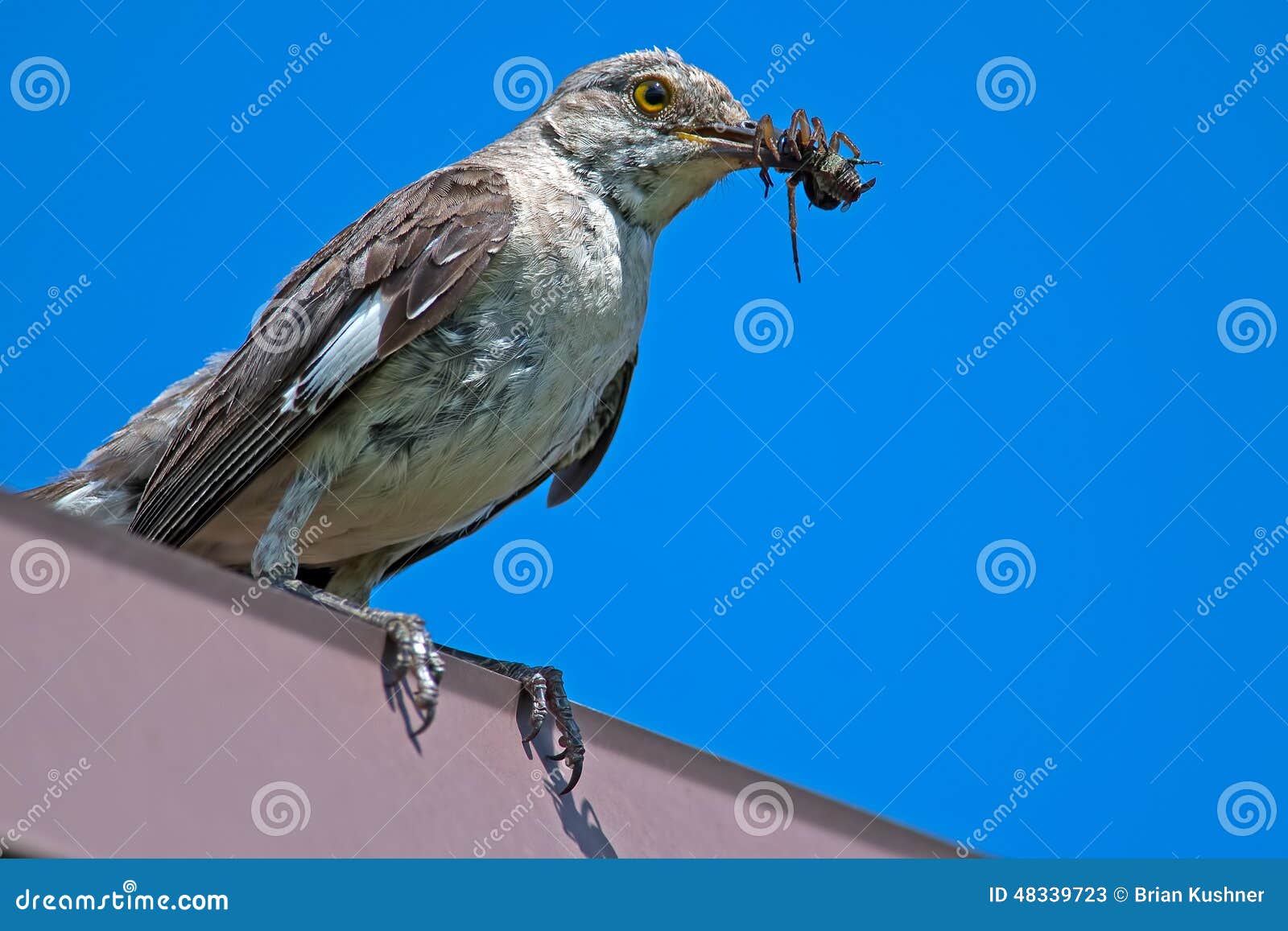Northern Mockingbird stock image. Image of spider, northern - 48339723