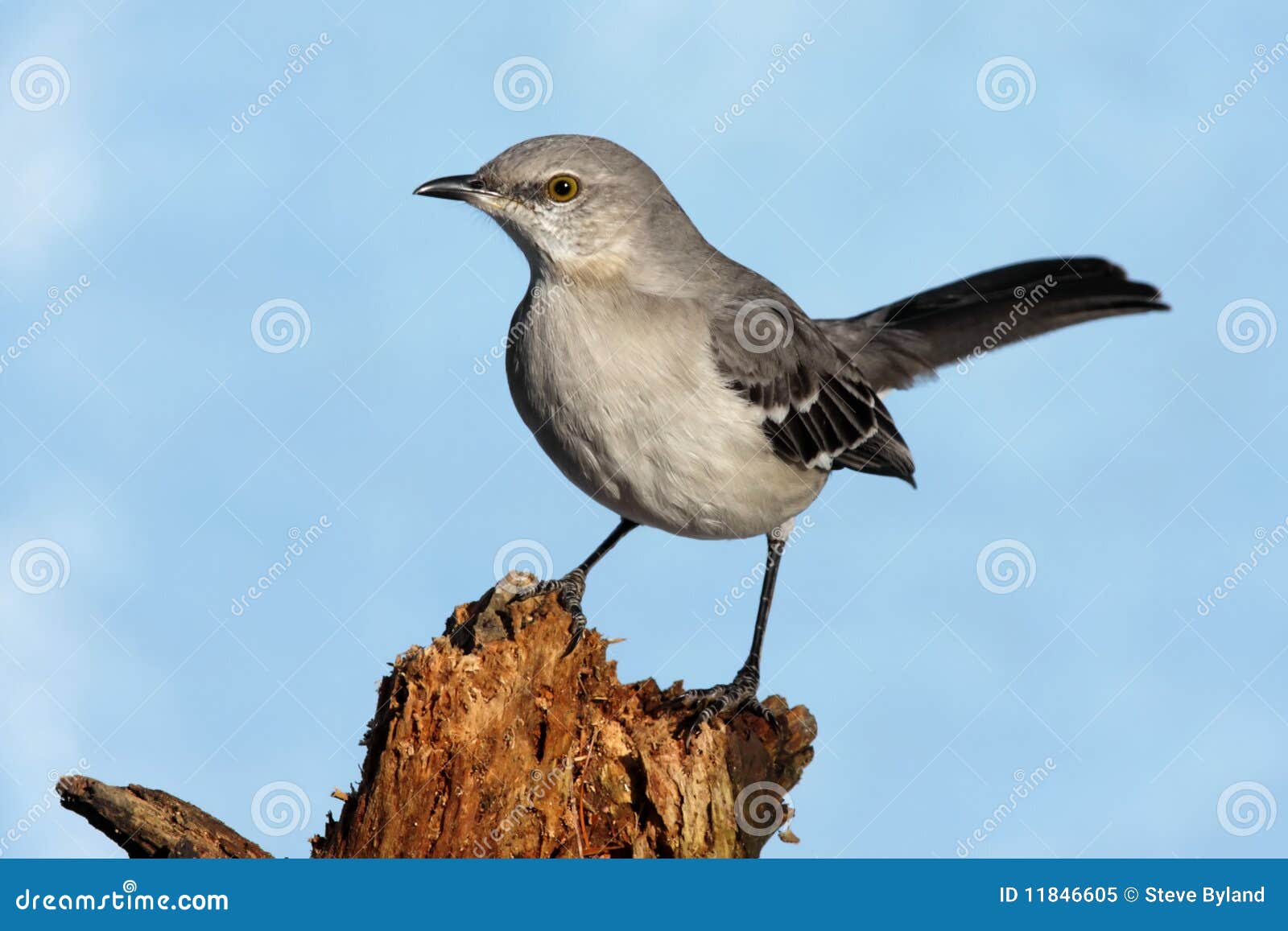 Northern Mockingbird (Mimus Polyglottos) Stock Image - Image of ...